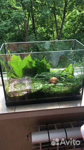 Отдадим улитку, ахатины. Без аквариума