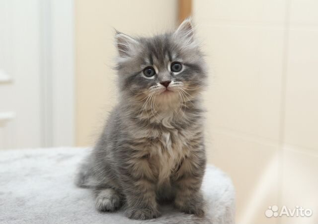 Голубой золотой сибирский мальчик 2 мес с док-ми