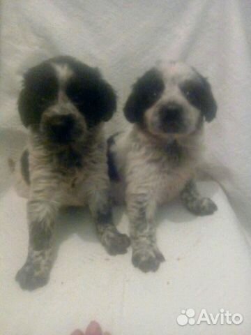 Мальчики и девочки спаниельки