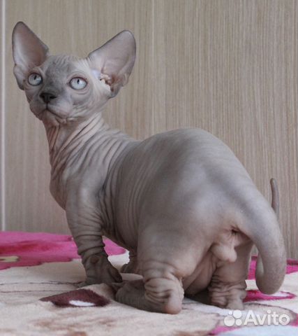 Бамбино, Канадский сфинкс, эльф