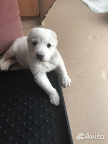 Щенок сао, алабая