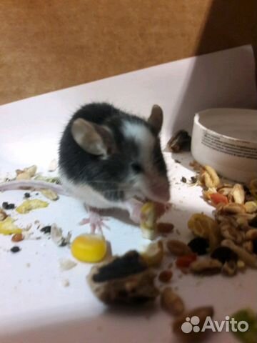 Мышь. Мышки. Домашние