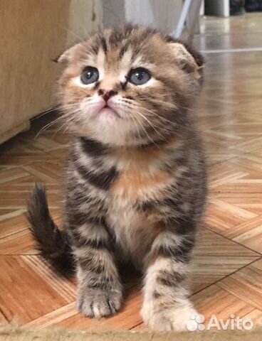 Шотландские котятки