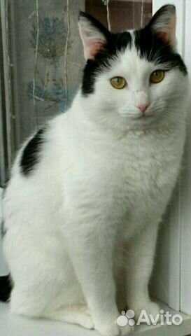 Чудо кот в добрые руки