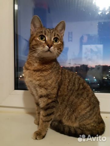 Кошка в добрые руки