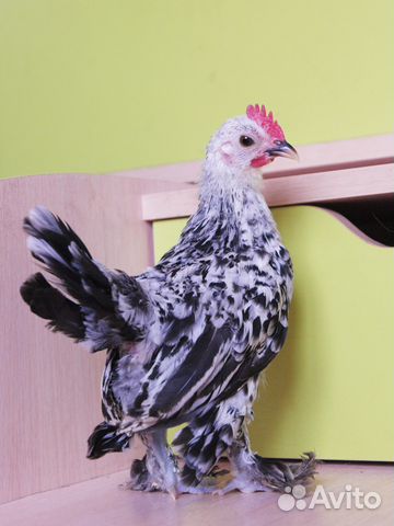 Мильфлер, петушки. Бесплатно