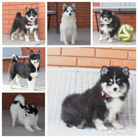 Помски, Ф1 и Ф2