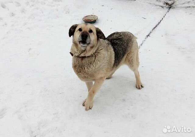 Верный пес, Белый волк, ждет новых хозяев