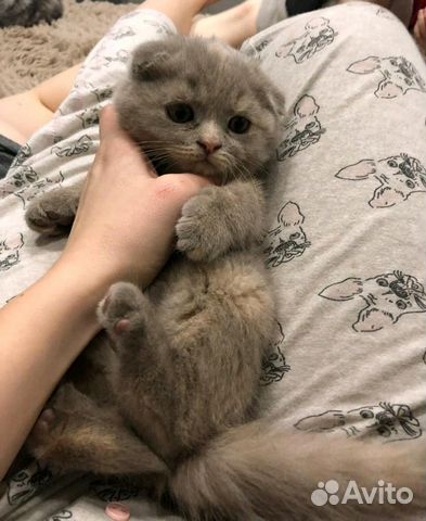 Девочка вислоухая британка