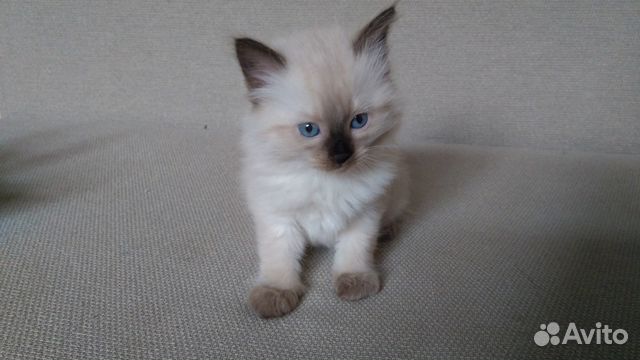 Невская маскарадная. Котёнок. Мальчик