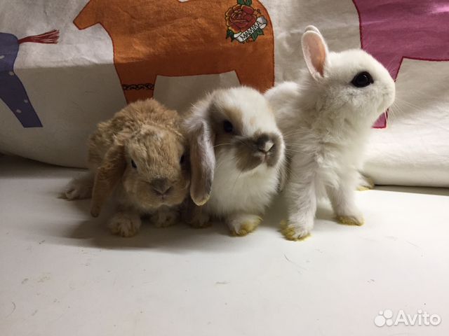 Карликовые крольчата привиты