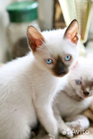 Челси - снежный барс