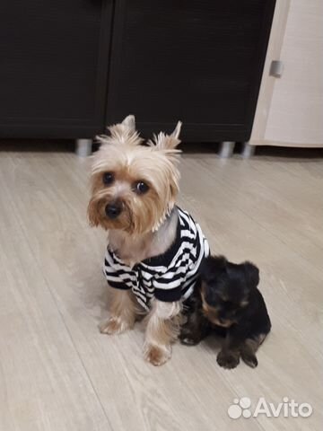 Йорки-милашки