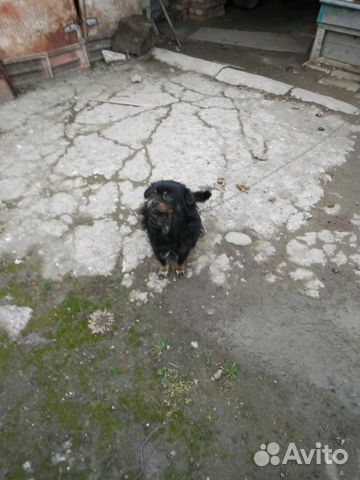 Отдам в хорошие руки