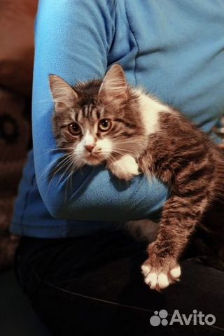 Отдам в добрые руки