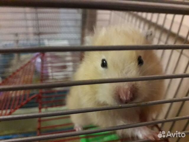 Сирийский хомяк