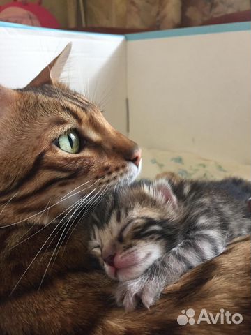 Котята-бенгалята