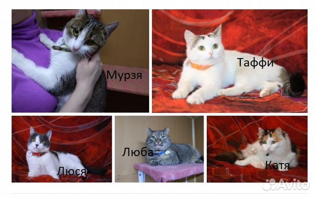 Разные характерные котейки ищут семьи