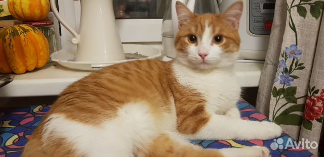 Талисман удачи выбирает себе Королевство