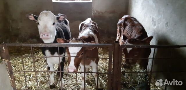 Продаю телочек