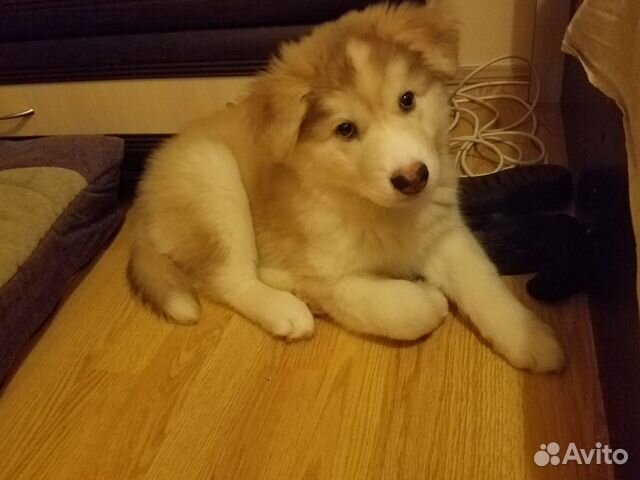 Отдам за символическую плату