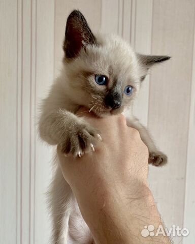 Котята породы Меконгский бобтейл
