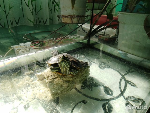 Отдам красноухих черепах