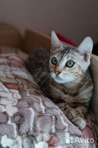 Космос