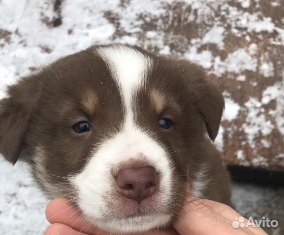 Щенок 1,5 мес