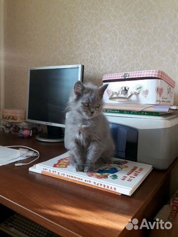 Пушистый котенок