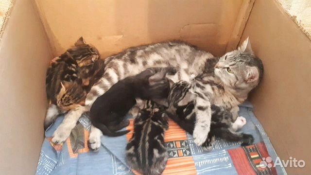 Котята шатланской породы