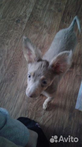 Русский-тойтерьер