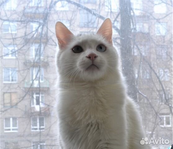 Очаровательный котенок курильского бобтейла