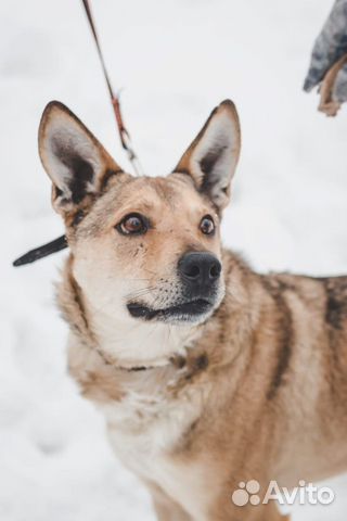 Пёс по имени Ёжик