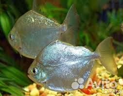 Травоядная пиранья Метинис