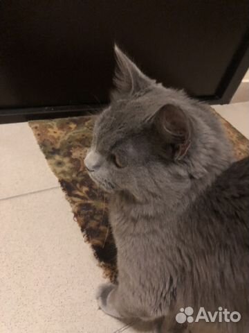 Кот