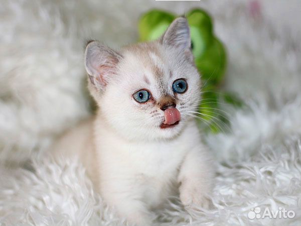 Тимошка - колорик скоттиш-страйт
