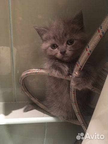 Котята Британцы