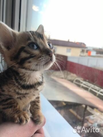 Бенгальские детки