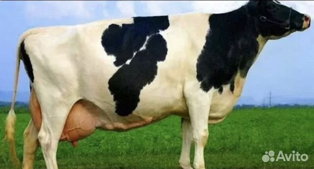 Корова стельная