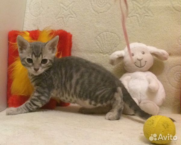 Руно Урала Голубой Туман) Неаллергенные кудряшки