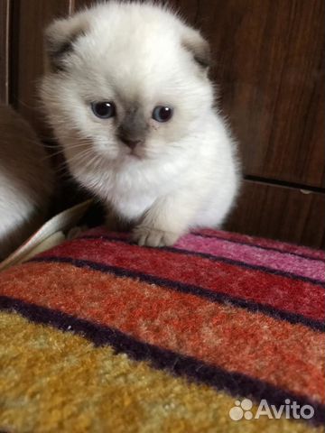 Продаются шотландские котята