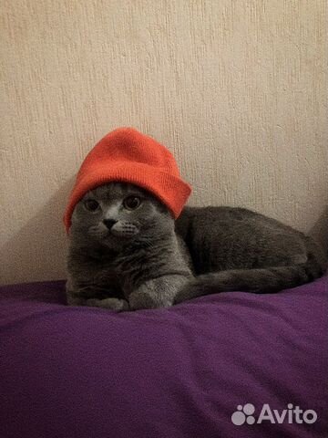 Британец