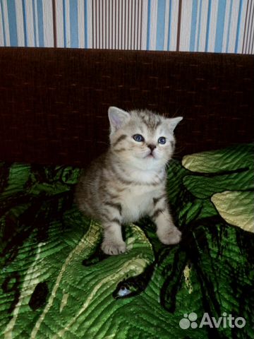 Шотландский котенок скоттиш страйт