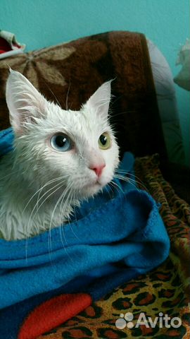 Красивый белый кот