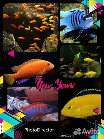 Рыбки.цихлиды 40-50р