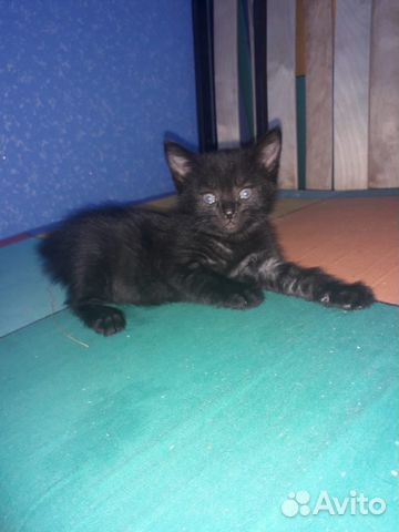 Маркес 1 месяц