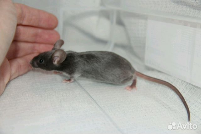 Декоративные малыши мышата самцы