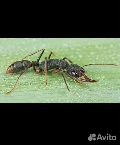 Муравьи Harpegnathos venator