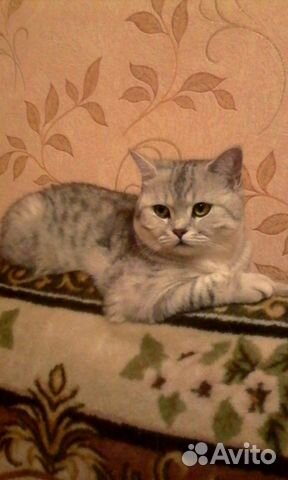 Вязка шотландец скотиш-страйт